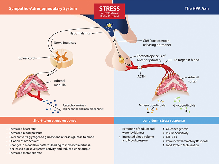 The Lifestyle Matrix Resource Center Blog - Media | The Lifestyle Matrix