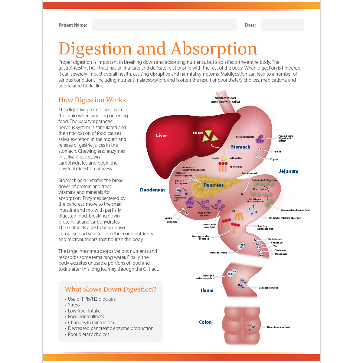 Absorption Digestion